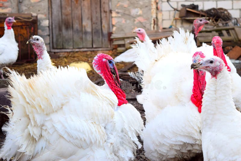 Indyki Zdjęcia Stock - Pobierz 4,039 Zdjęcia Royalty Free