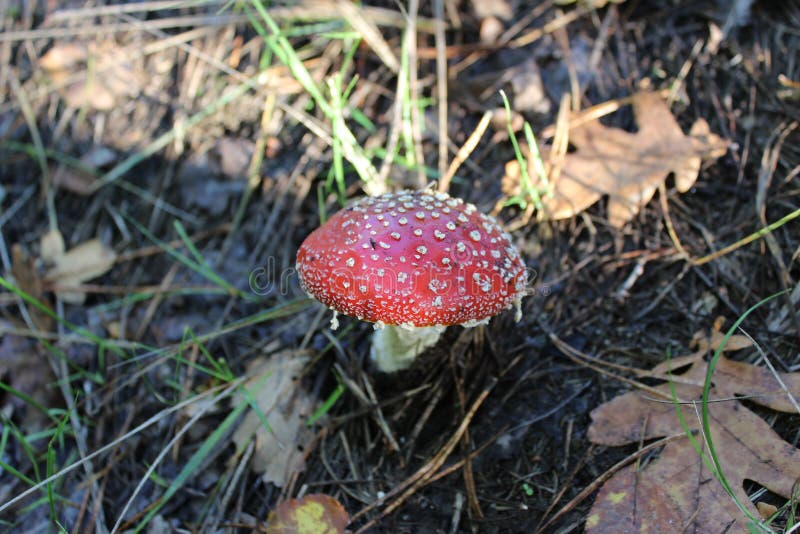 Toadstool Mushroom with a Red Hat Shiny in the Sun Stock Image - Image ...