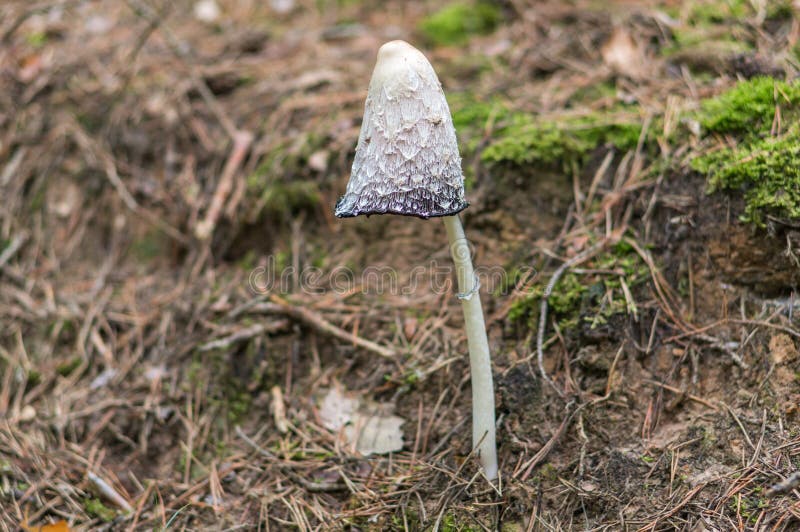 Inedible mushroom stock photo. Image of flora, edible - 52739540