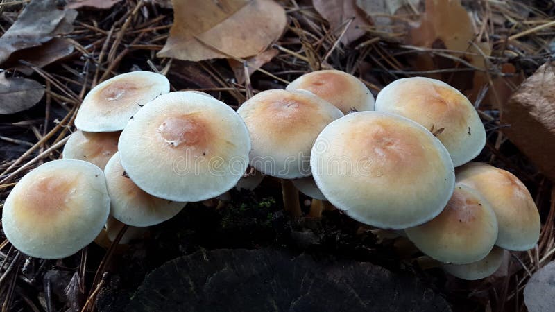 Inedible Poisonous Mushrooms. Toadstools in the Forest Stock Photo ...