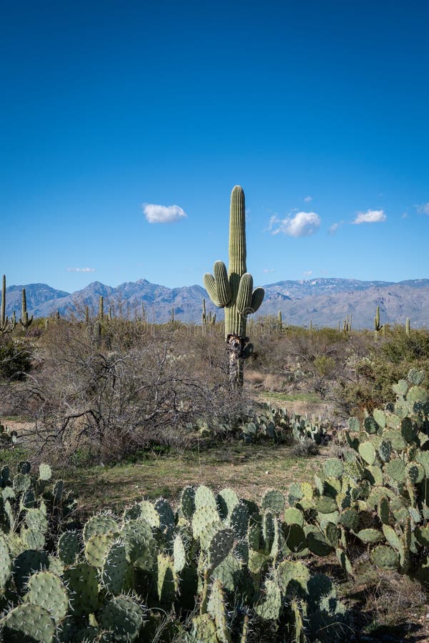 Saguaro Tree in the Desert stock photo. Image of beautiful - 207981226