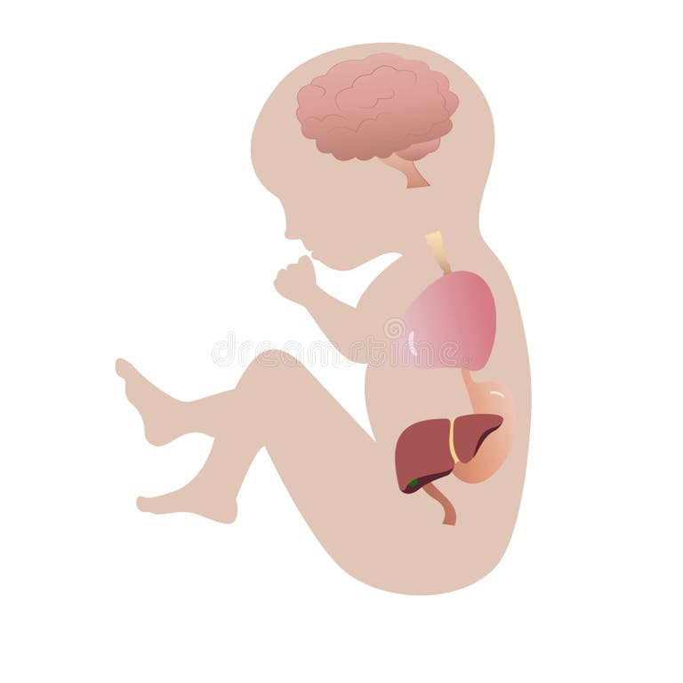 Basic Human Internal Organs Vector Stock Illustrations – 16 Basic Human ... Basic Human Internal Organs Vector Stock Illustrations – 16 Basic Human ...