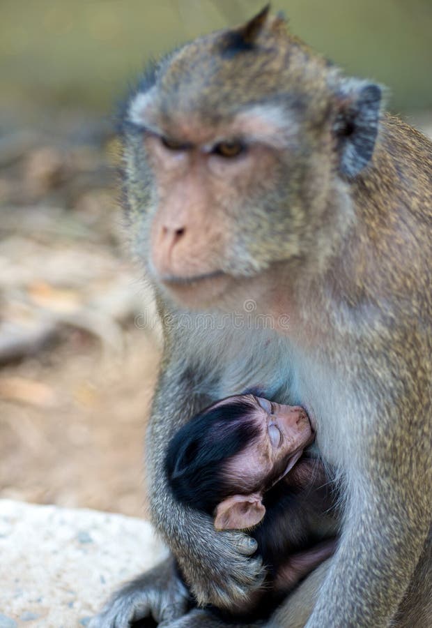 Infant Monkey Baby Sleeping Stock Photo - Image of exotic, primate ...