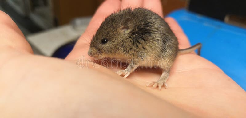 608 Infant Mouse Stock Photos - Free & Royalty-Free Stock Photos from ...