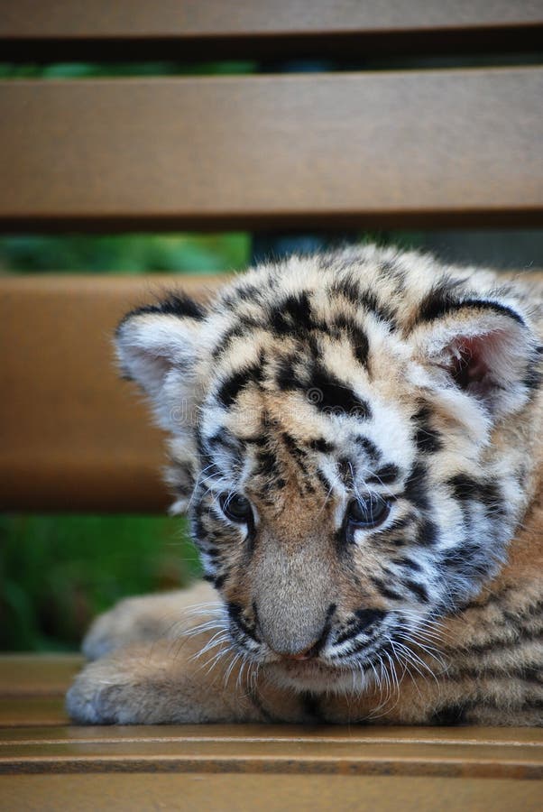 Infant tiger stock image. Image of stripes, hair, infant - 24279333