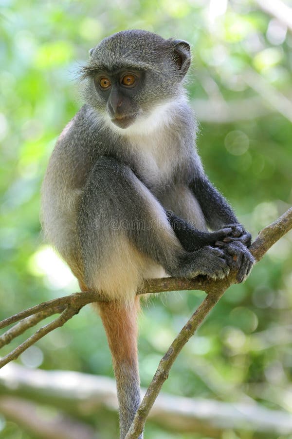 Macaco Azul foto de stock. Imagem de olhar, africano - 30280138