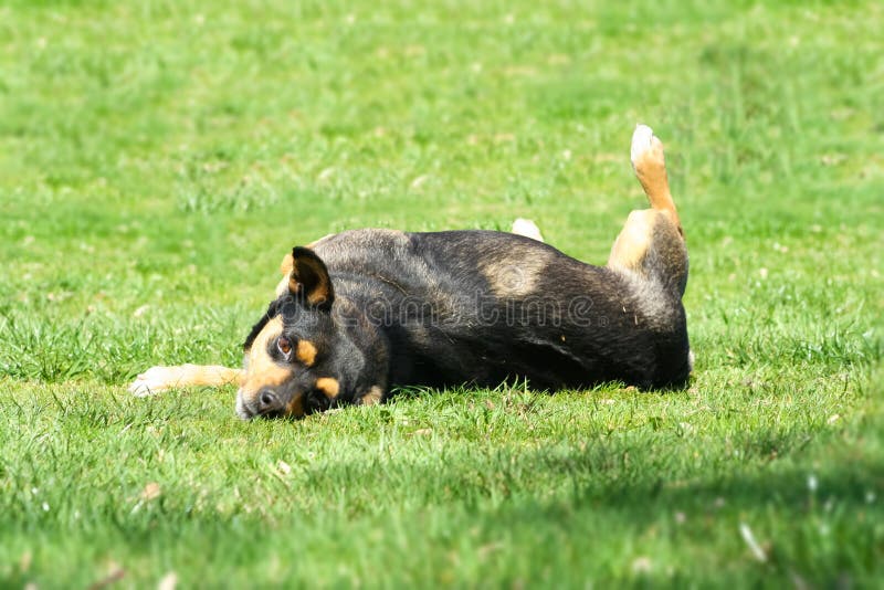 Infected or Allergic Dog Scratching and Itching Its Back on Meadow ...