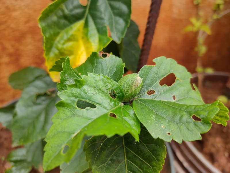 Infected plant leafs stock photo. Image of vegetable - 246189260