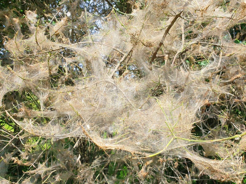 Infected Tree with Caterpillars. Stock Photo - Image of botany, disease ...