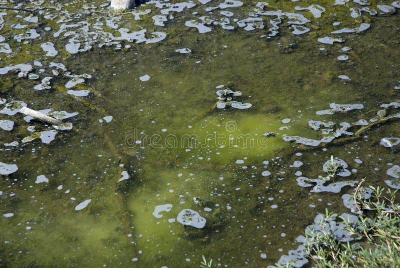 Infected Water Royalty Free Stock Image - Image: 16895566