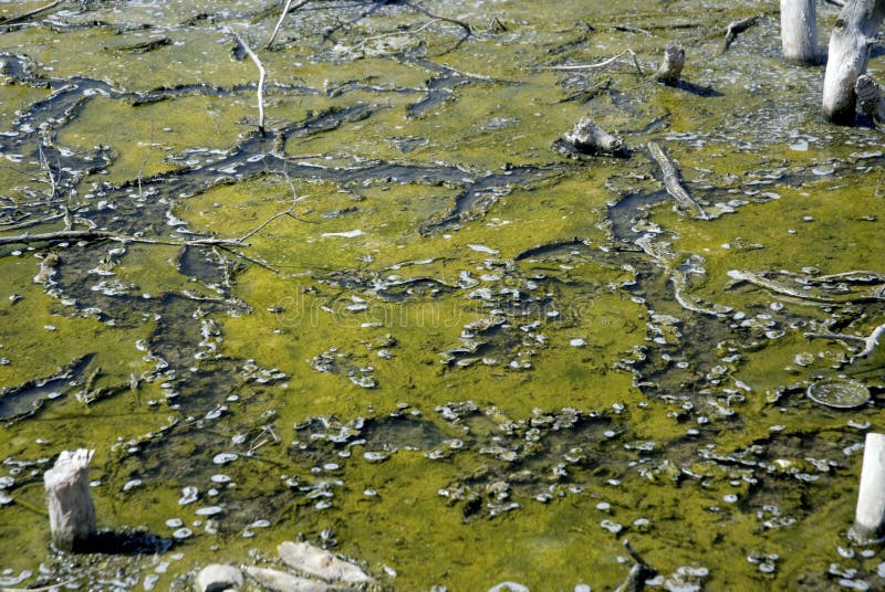 Infected water stock photo. Image of destroy, decine - 16895658