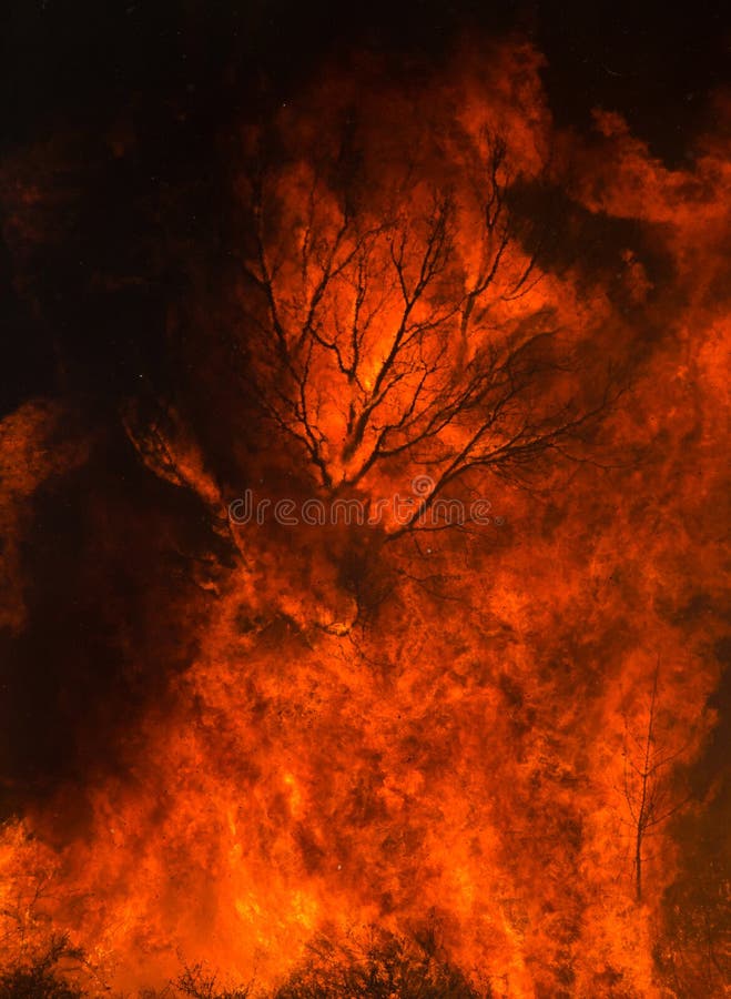 The Tree Swallowed Up the Wall. Ancient Angkor Wat, Cambodia. Stock ...