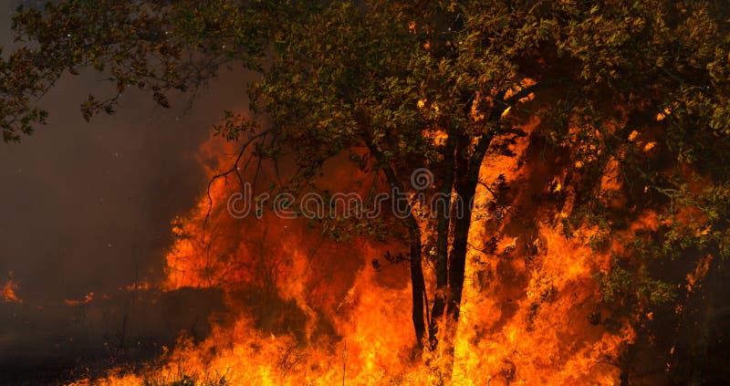Inferno, A Tree Swallowed By Flame Stock Image - Image of natural ...