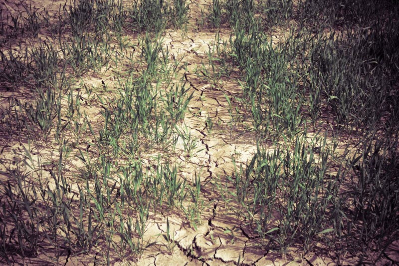 Infertile Land Burned by the Sun: Famine and Poverty Concept Stock ...