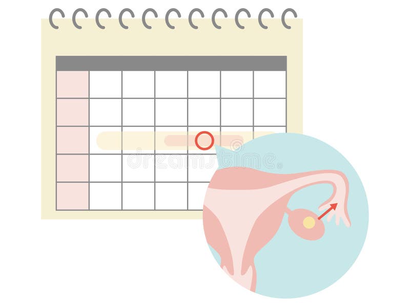 Infertility Treatment Using the Timing Method. Ovulation Date Shown on ...