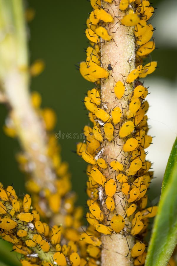 Infestation of Aphids on Garden Plant Stock Image - Image of tree ...