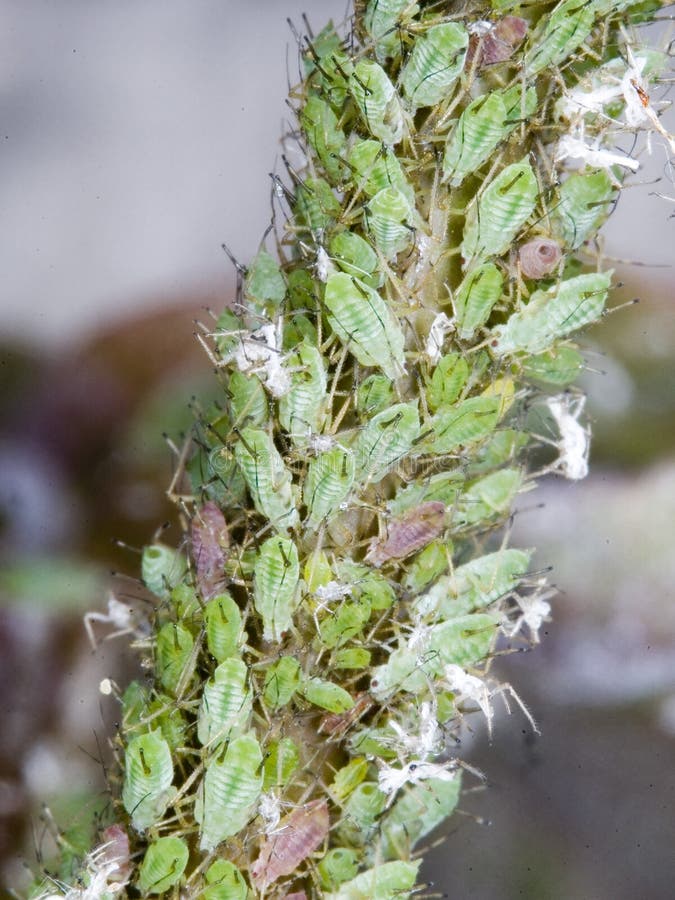 Aphid infestation stock image. Image of invertebrate - 248457635
