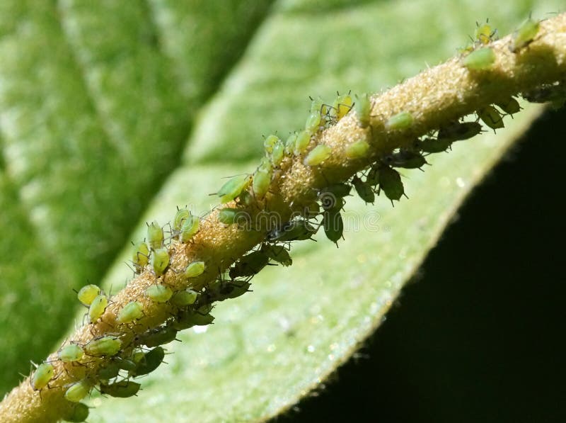 Aphid infestation stock photo. Image of color, macro - 220932056