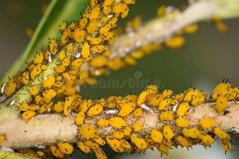 Infestation of Aphids on Garden Plant Stock Image - Image of sapsucker ...