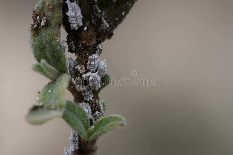 Infestation of Mealybug Planococcus Citri on Rock Rose Plant Cistus ...