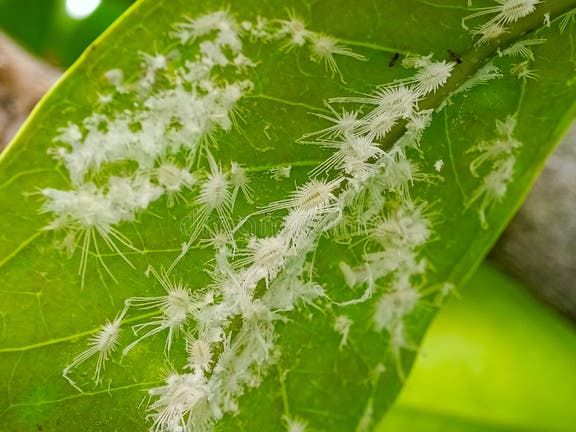 Infestation of Mealybugs on Green Leaf Close-up Stock Photo - Image of ...