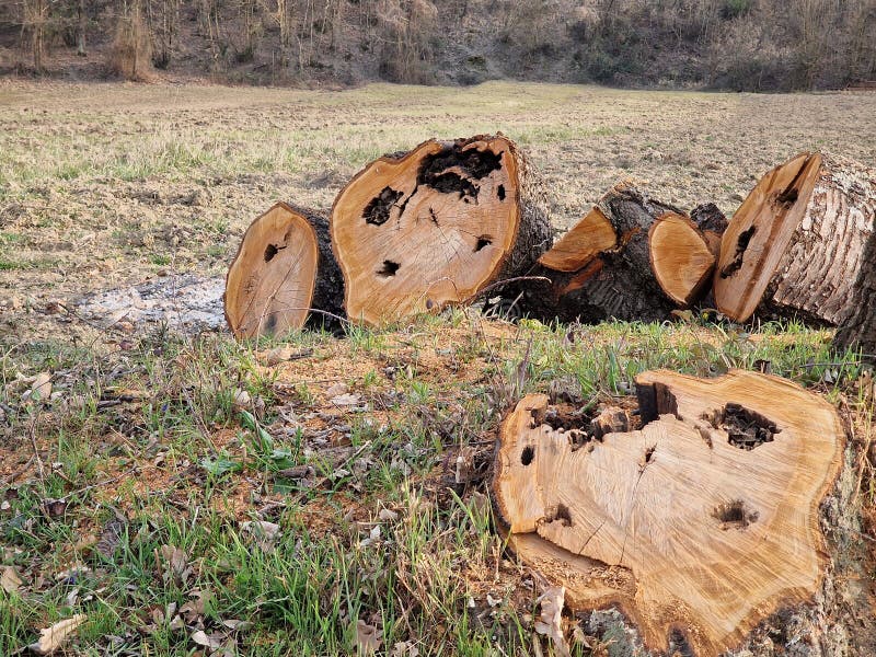 Infested Diseased Tree Cutted Log Trunk Stock Image - Image of macro ...