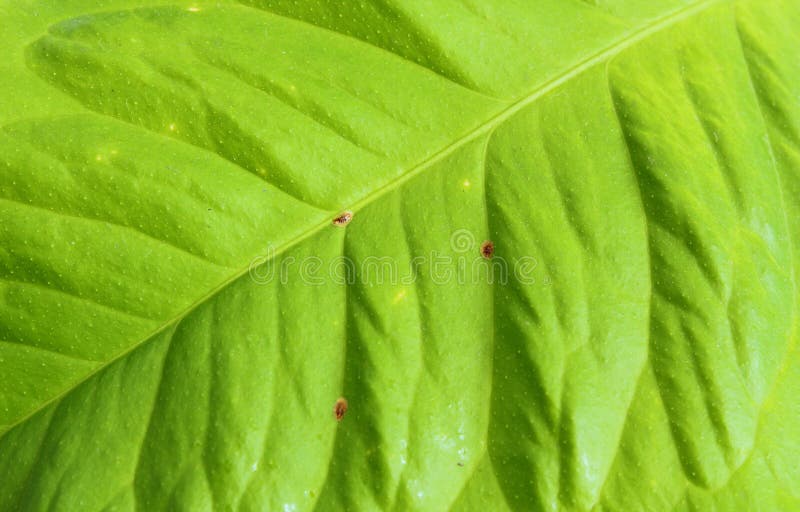 Infested lemon leaf stock image. Image of detail, detailed - 26310731