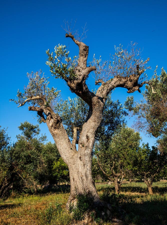 Infested Olive Trees Bacterium Xylella Fastidiosa, Salento, Italy Stock ...