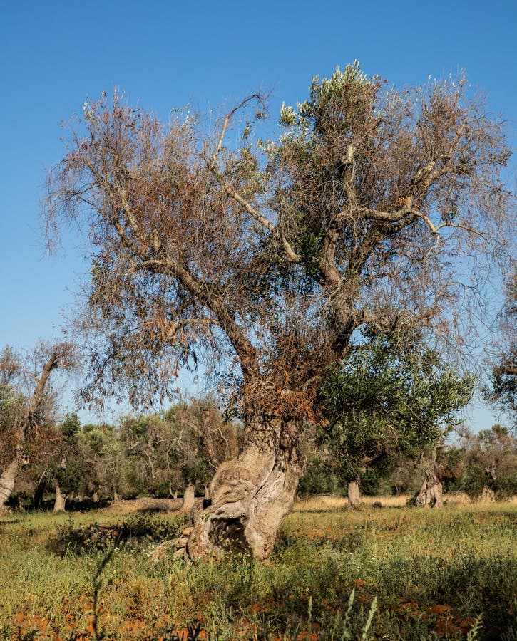 Infested Olive Trees Bacterium Xylella Fastidiosa, Salento, South Italy ...