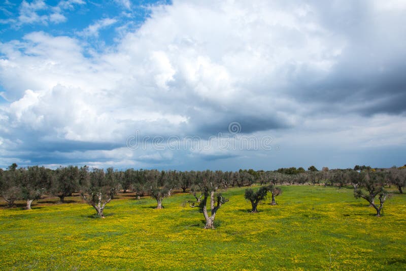 Infested Olive Trees Bacterium Xylella Fastidiosa, Salento, South Italy ...