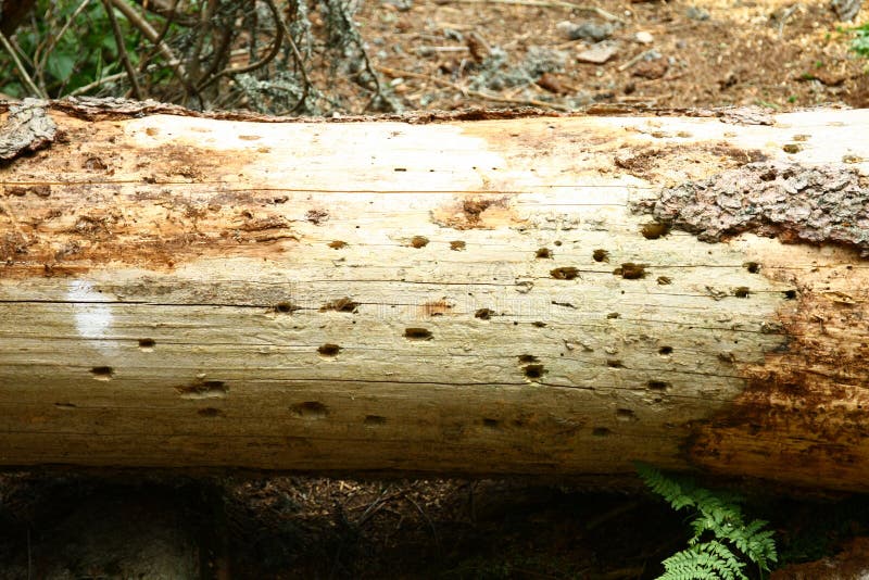 Tree Infested By Termites, Valley Of Flowers, Uttarkhand, India Stock ...
