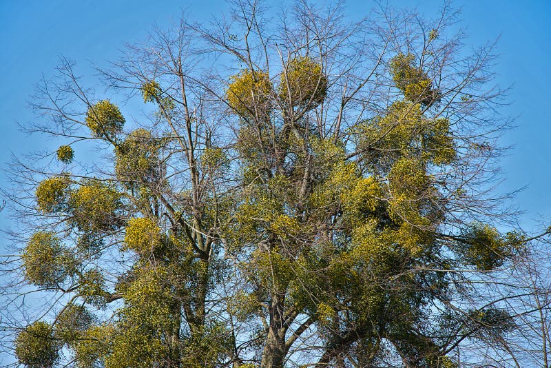 Infested Trees with Mistletoe. Tree Attacked by Parasitic Plant ...