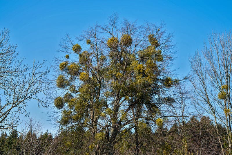 Infested Trees with Mistletoe. Tree Attacked by Parasitic Plant ...
