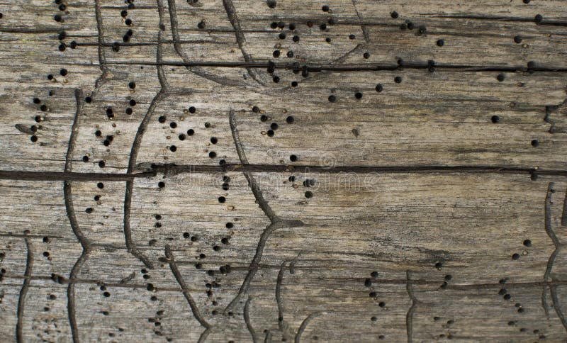 Infested Wood Texture. Wood Texture of Dried Tree Trunk with Hole ...