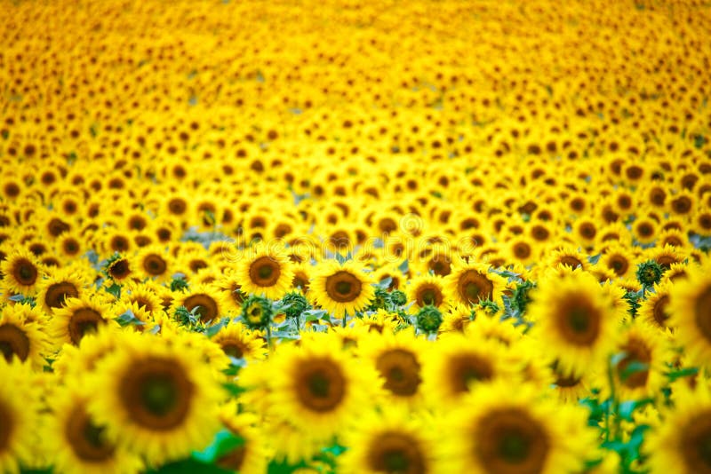 Infinite Field with Bright Yellow Blooming Sunflowers, Soft Focus Stock ...