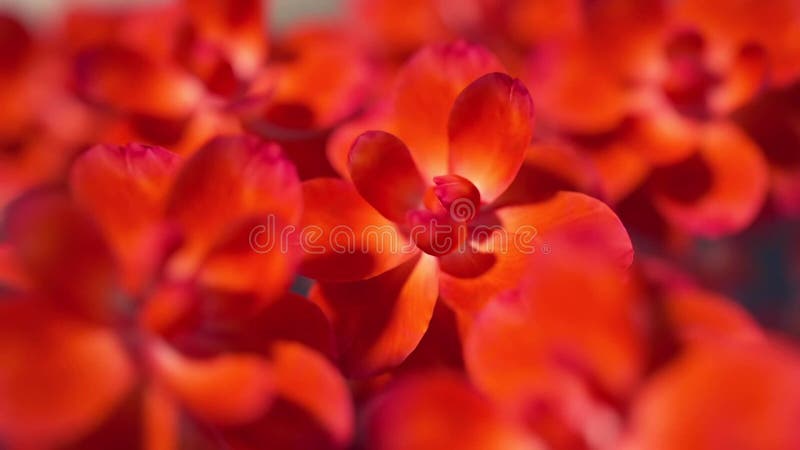 Infinite Flower Blossom. Seamless Loop. Stock Video - Video of infinite ...