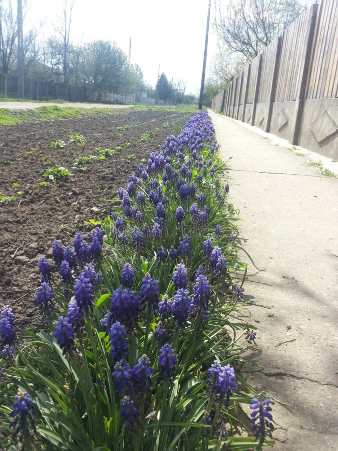 964 Infinite Flower Stock Photos - Free & Royalty-Free Stock Photos ...