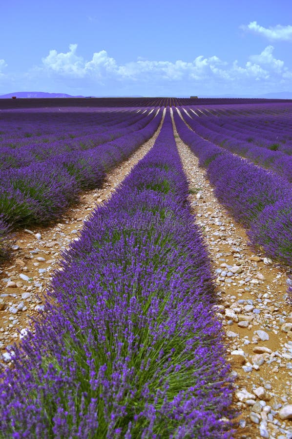 Infinite lavender field stock photo. Image of lavandula - 33212334