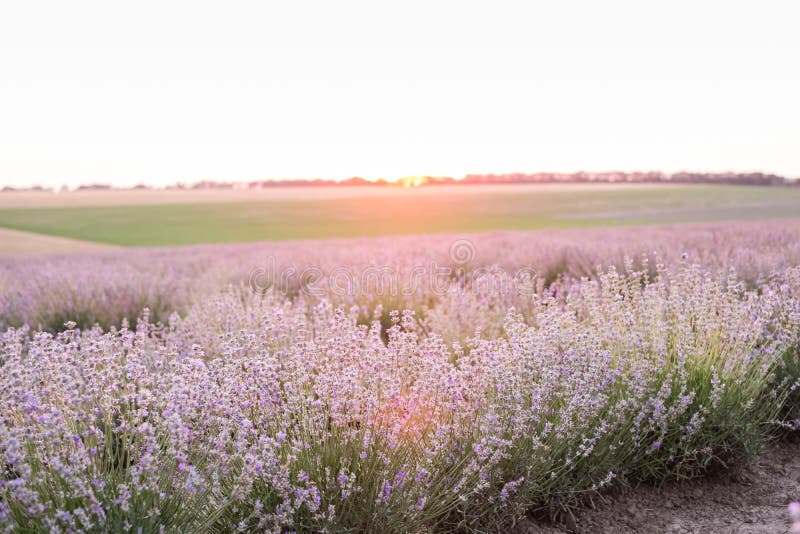Infinite Lavender Fields, with Purple and Violet Flowers. Closeup Stock ...