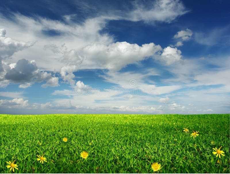 Yellow Flowers Field Under Blue Cloudy Sky Stock Photo - Image of blue ...