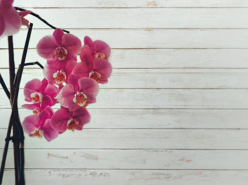 Infinite Pink stock image. Image of plants, purity, infinite - 118555563