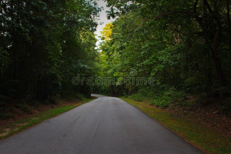 Infinite Road between Grove. Stock Image - Image of road, park: 98701549