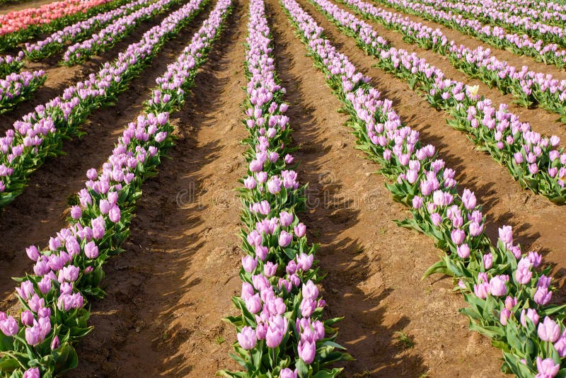 Infinite Rows of Tulips stock image. Image of rows, foliage - 281714285