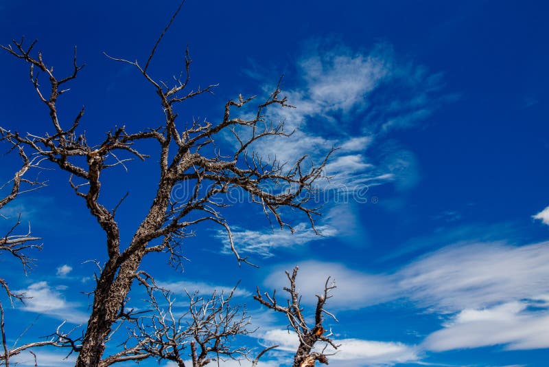 Dramatic Sky & Infinite Tree. Stock Photo - Image of tranquil, trail ...