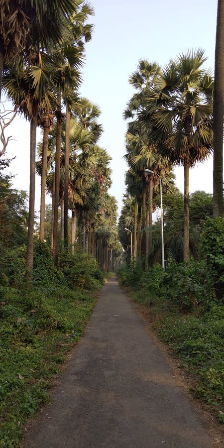 Infinite tree... stock photo. Image of infinite, trees - 124495210