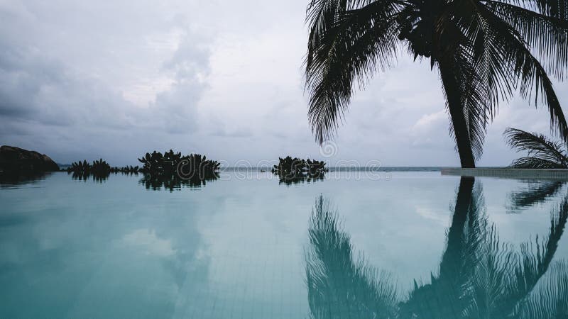 Infinite View Swimming Pool with Palm Trees Stock Image - Image of ...