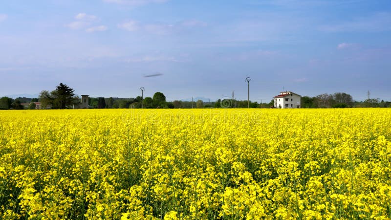 Infinite Yellow, a Journey through the Blooming Rapeseed Fields Stock ...