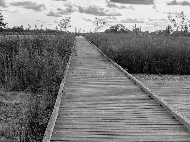 Infinity Path through the Marshes Stock Image - Image of tree, road ...