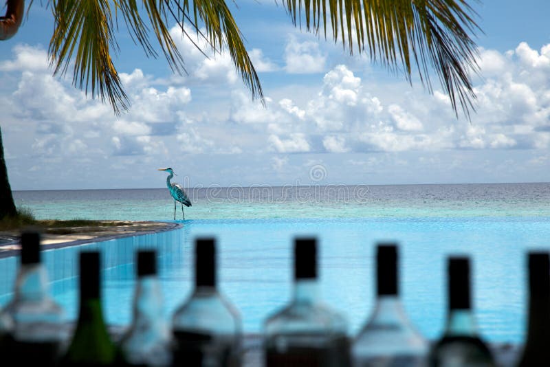 Infinity Pool with Nature Landscape in Background Stock Photo - Image ...