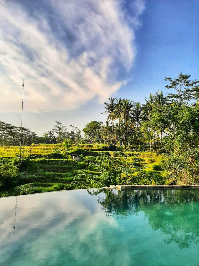 Bright Green Rice Fields by the Infinity Swimming Pool Stock Photo ...